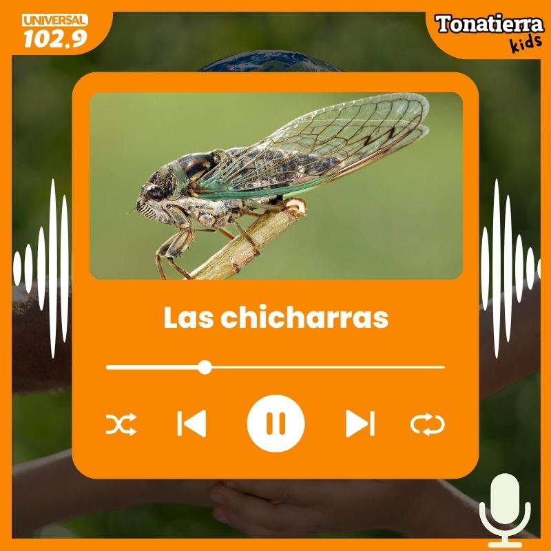 Universal 102.9 | Tonatierra Kids: Las chicharras - Universal 102.9